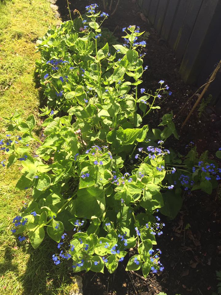 Brunnera Macrophylla for a Shady Spot – The Pink Wheelbarrow