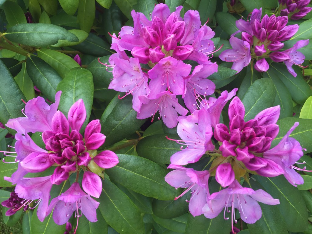 Should you deadhead your Rhododendrons? – The Pink Wheelbarrow