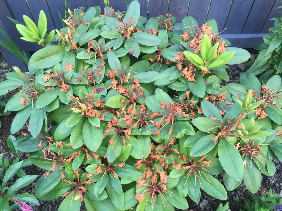 Should you deadhead your Rhododendrons? – The Pink Wheelbarrow