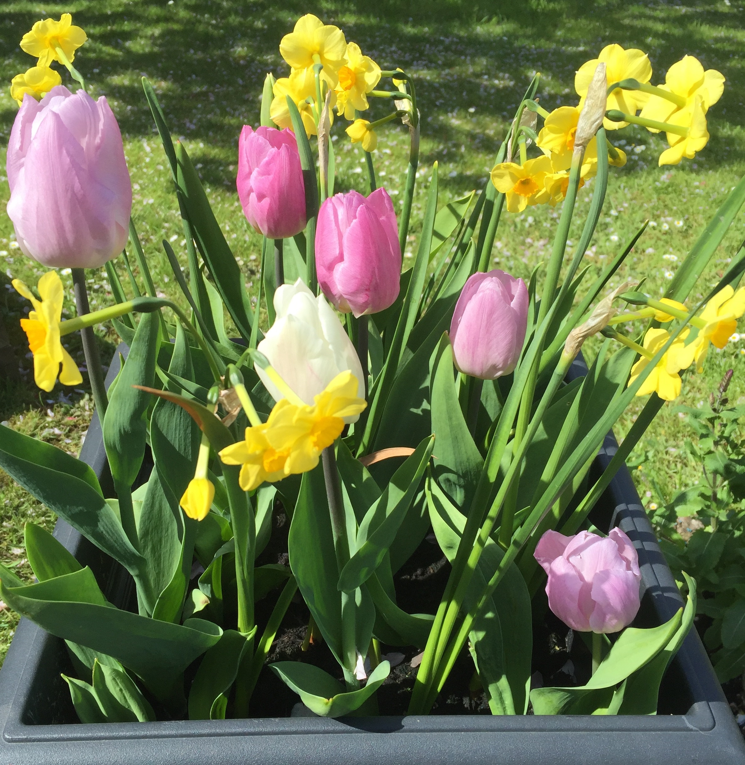 Layering Spring Bulbs – The Pink Wheelbarrow