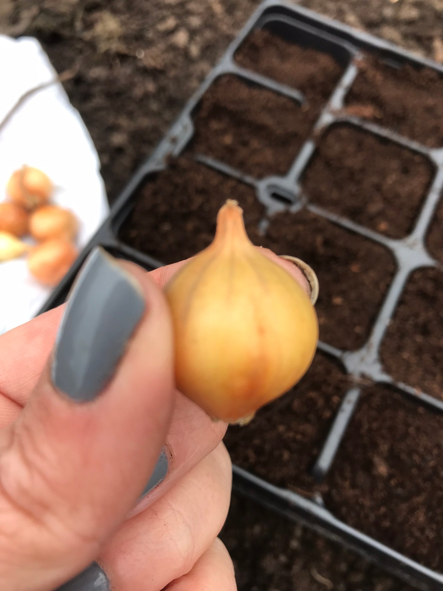 How to start off Onion Sets – The Pink Wheelbarrow