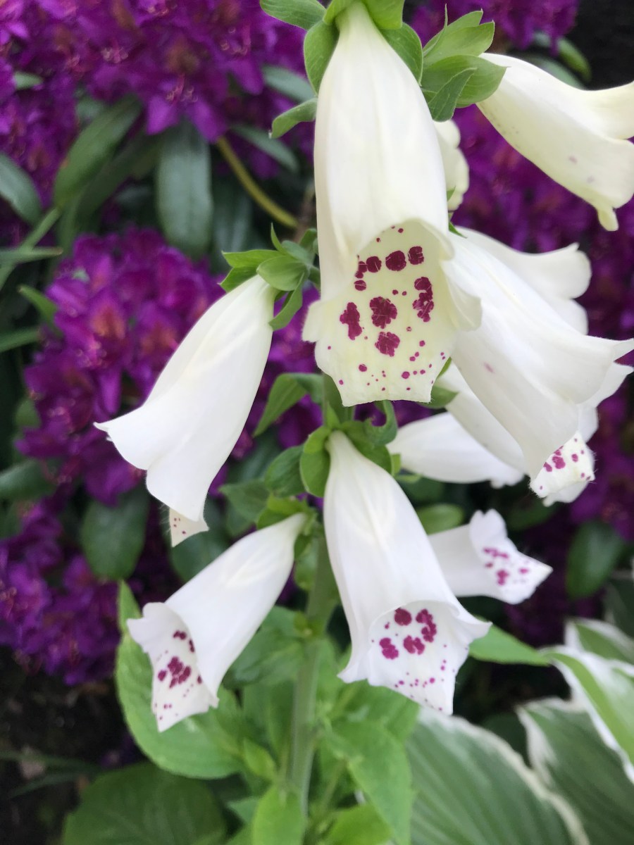 What do you call a Foxglove? – The Pink Wheelbarrow