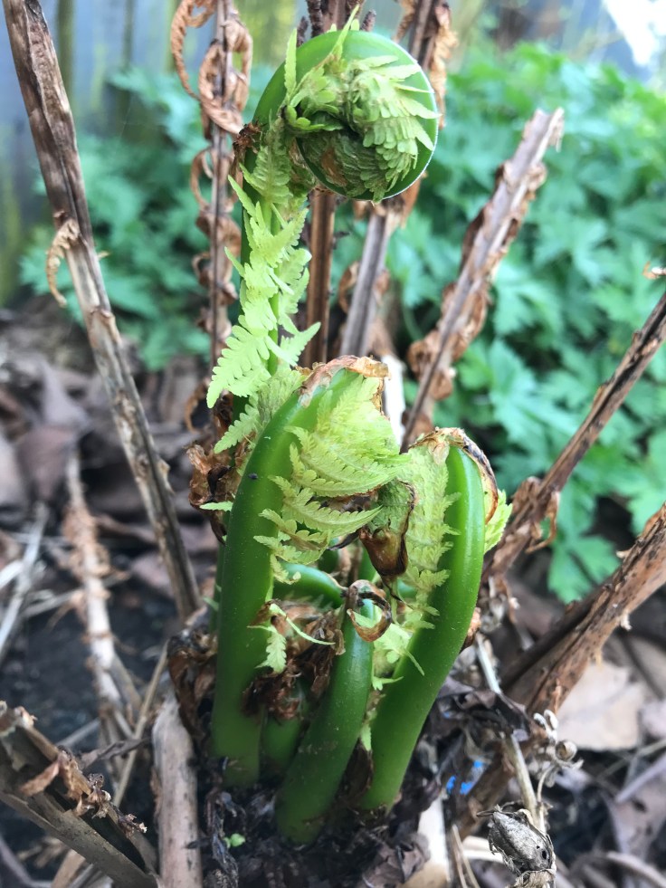 Majestic Shuttlecock Ferns – The Pink Wheelbarrow
