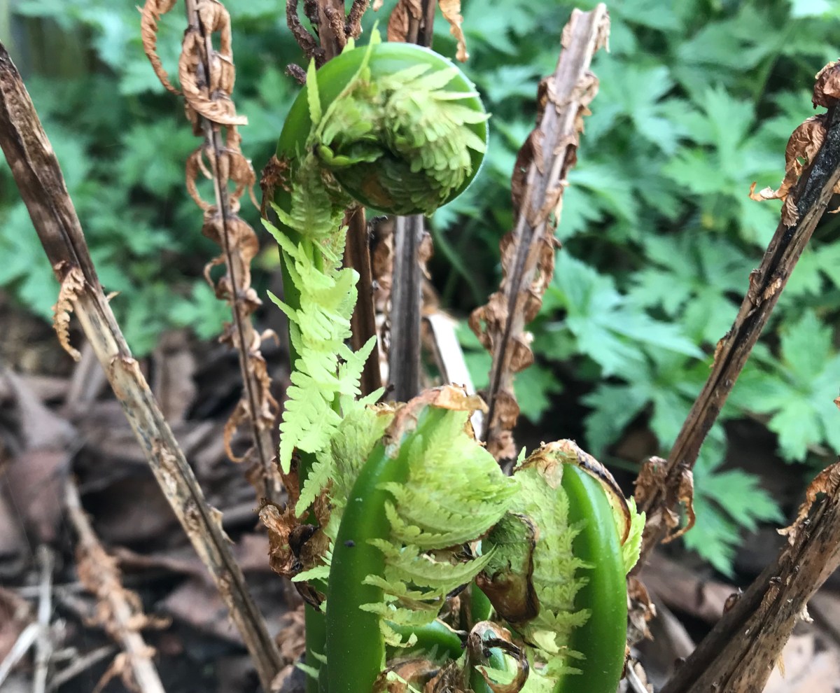 Majestic Shuttlecock Ferns – The Pink Wheelbarrow