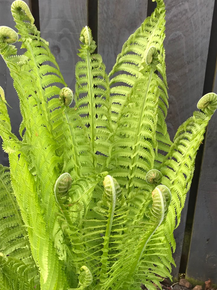 Majestic Shuttlecock Ferns – The Pink Wheelbarrow
