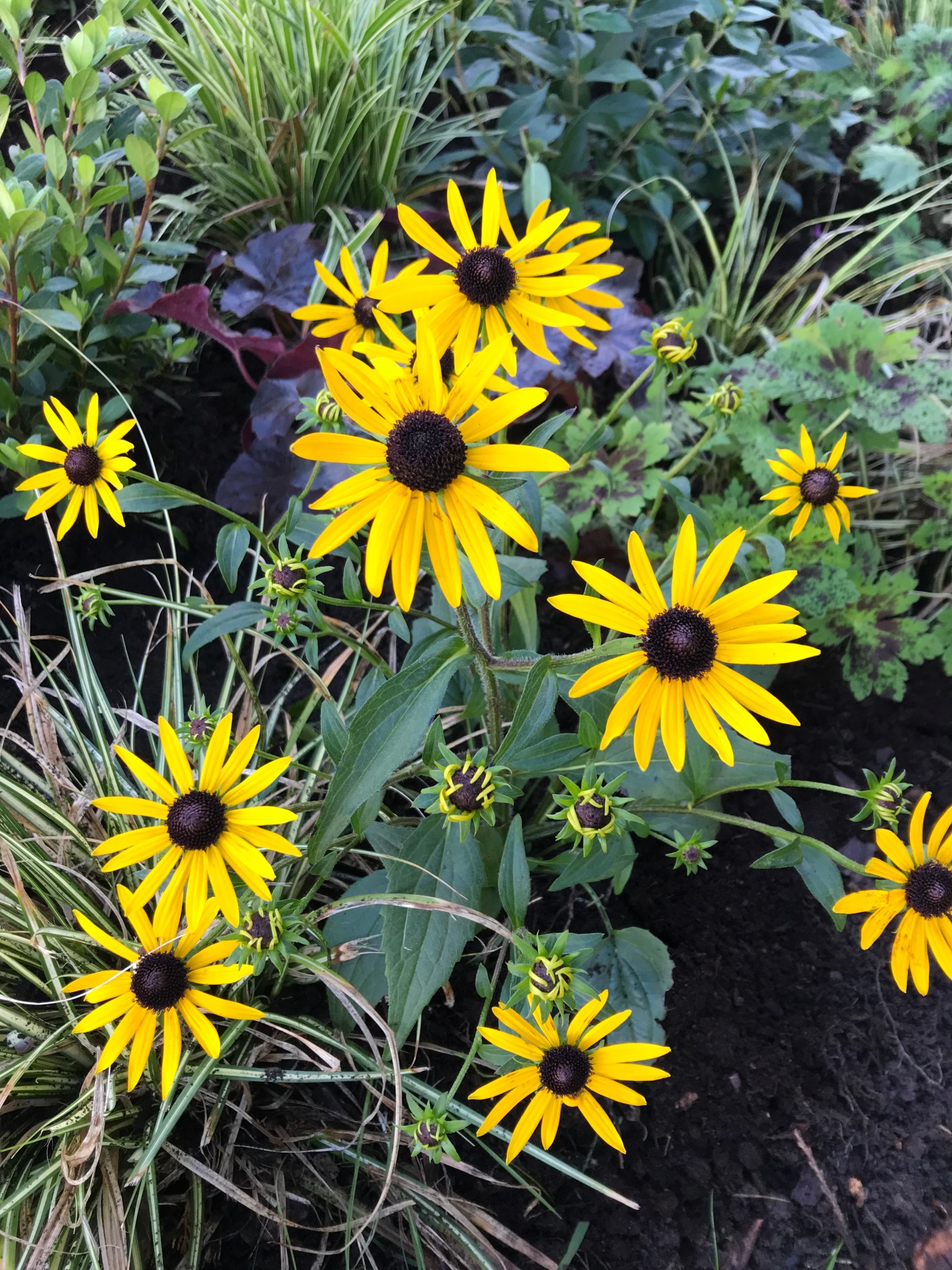 Perennial Autumn Colour – The Pink Wheelbarrow