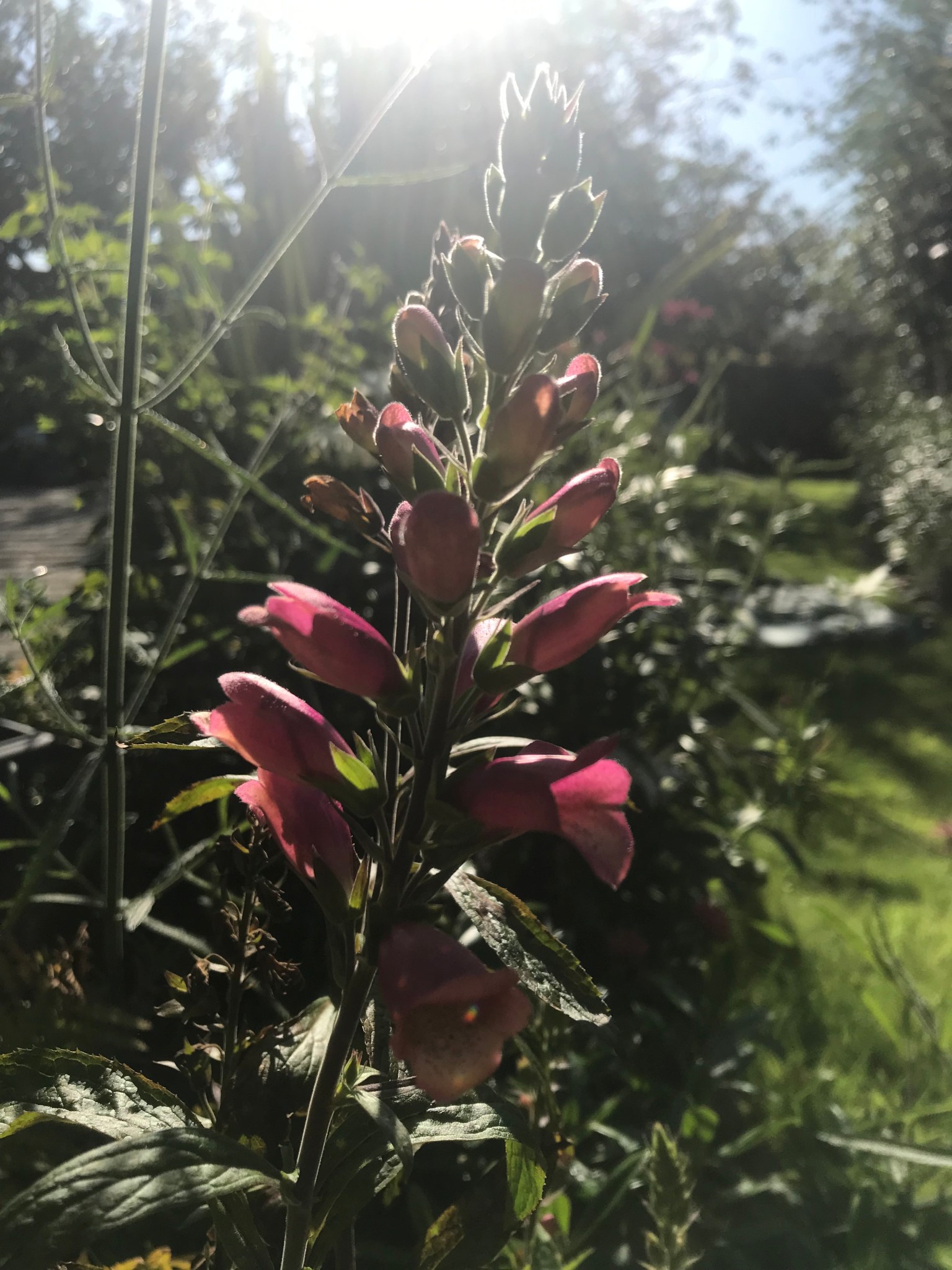 Perennial Autumn Colour – The Pink Wheelbarrow