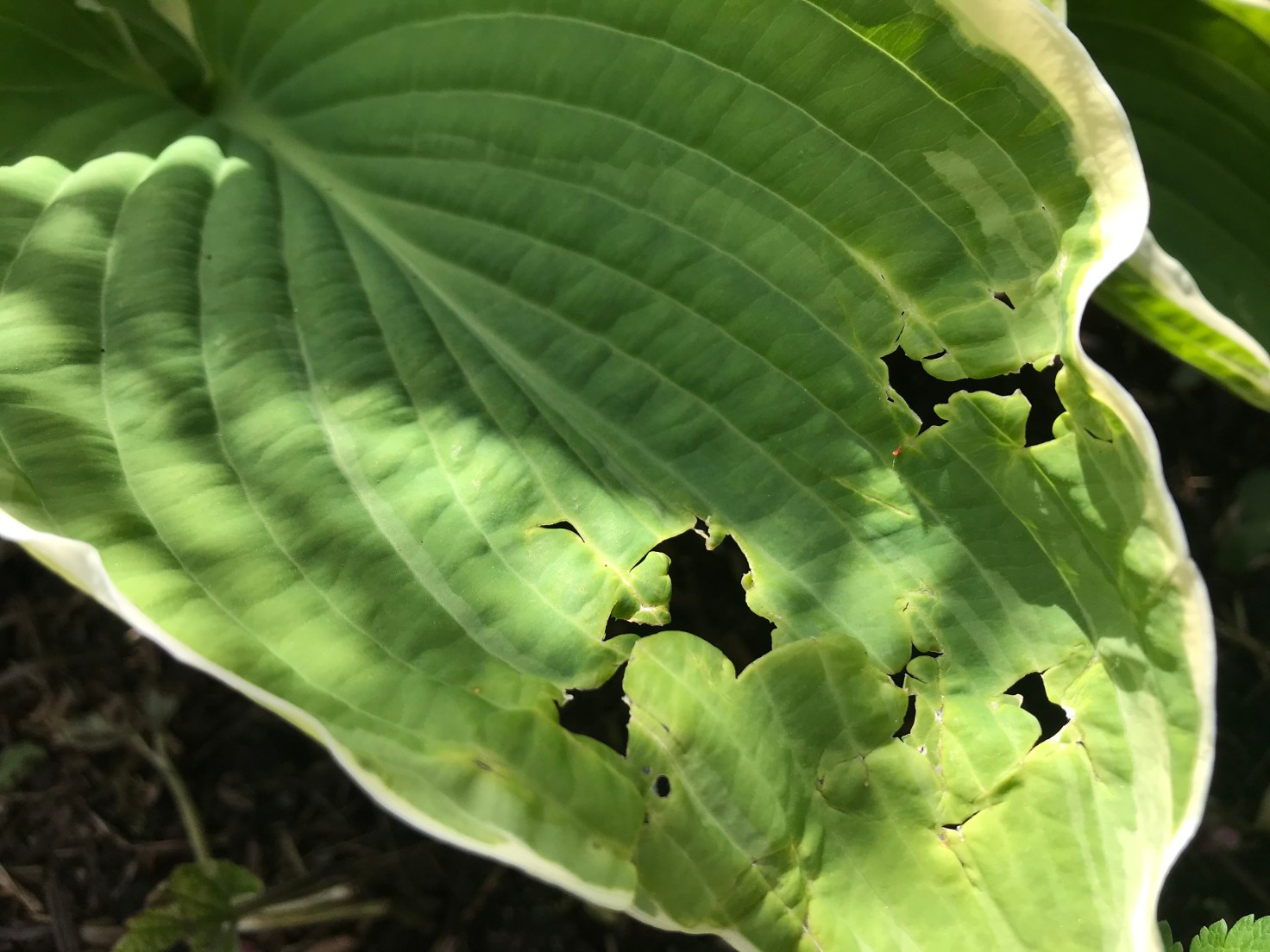 What Benefits do Slugs have in the Garden? – The Pink Wheelbarrow