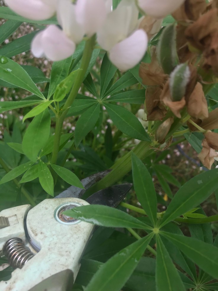 Be Brave, Make the Cut on Lupins! – The Pink Wheelbarrow
